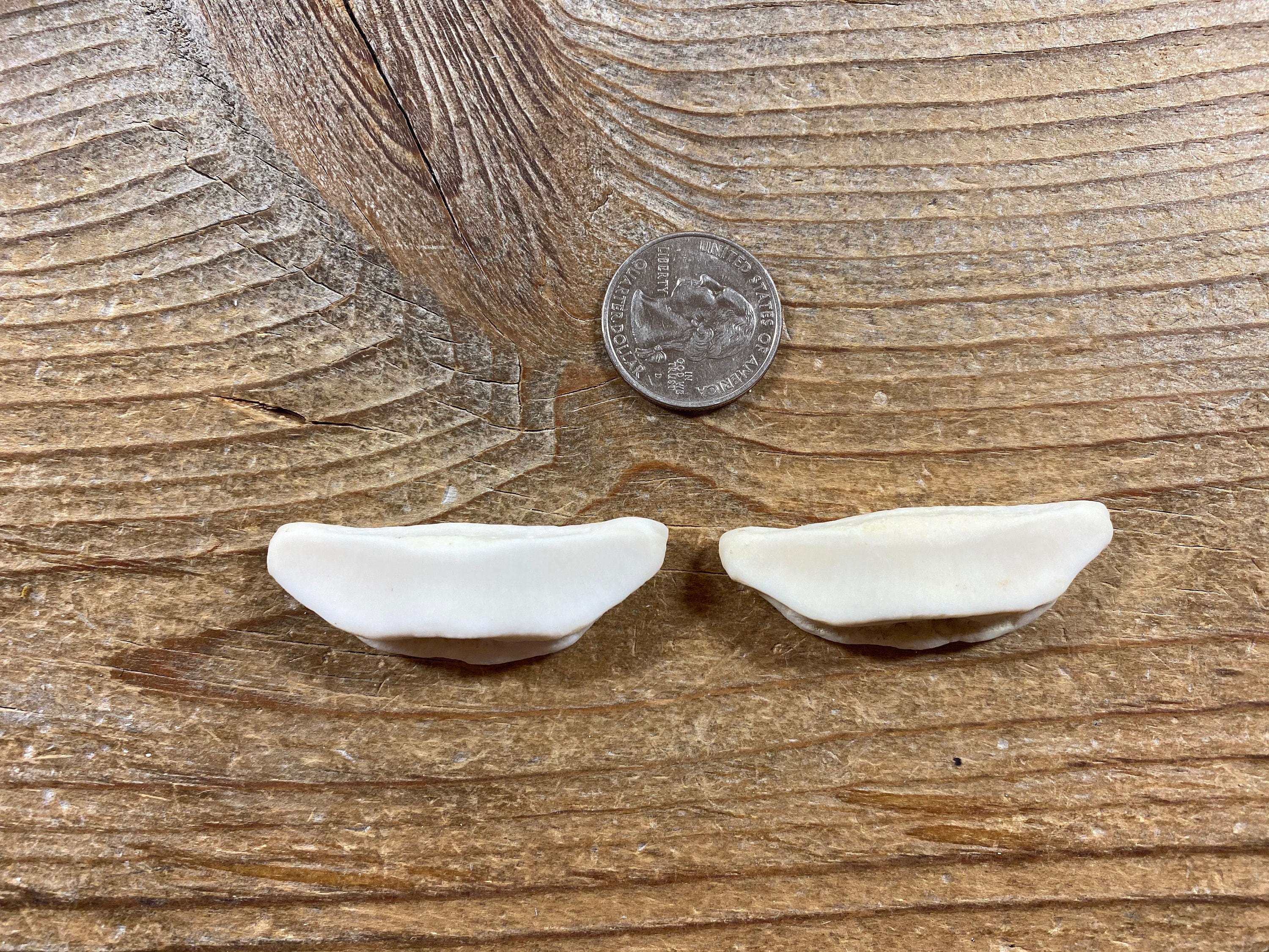Pair of Mule Navicular Bones - Real Bone - Lot No. 210321-M - Etsy