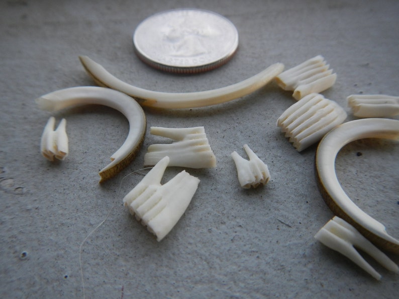 Real Muskrat Teeth Assorted 20 Pieces Stock No 1-103 - Etsy