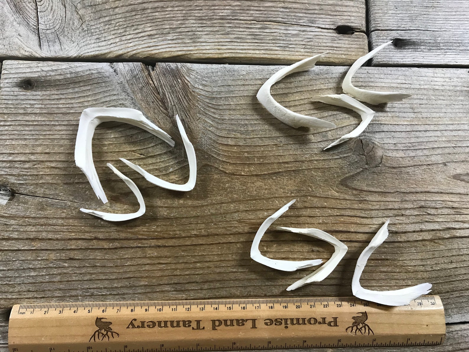 Lot of 3 Snapping Turtle Jaw Bones Real Bones Stock No. | Etsy