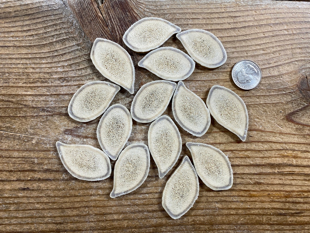 Lot of Caribou Antler Slices 14 Pieces Thin Cut Extra Large Lot No ...