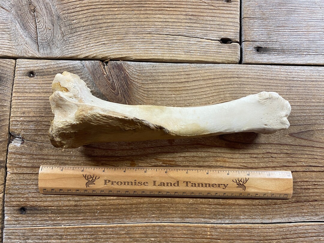 Pig Leg Bone - Tibia - Real Bone - Lot No. 230628-N - Etsy