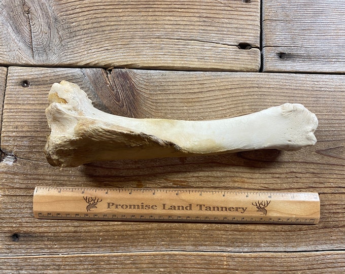 Pig Leg Bone - Tibia - Real Bone - Lot No. 230628-N - Etsy