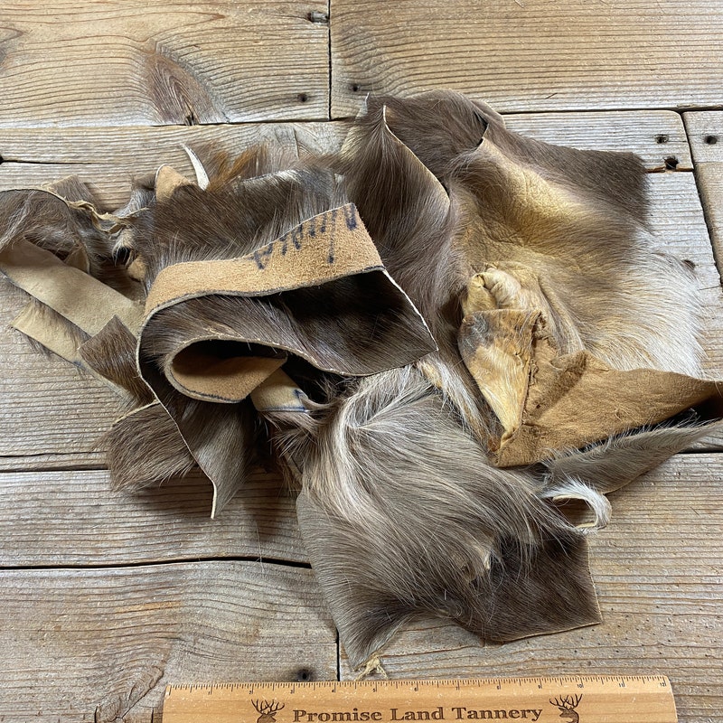 Springbok Hide - Etsy