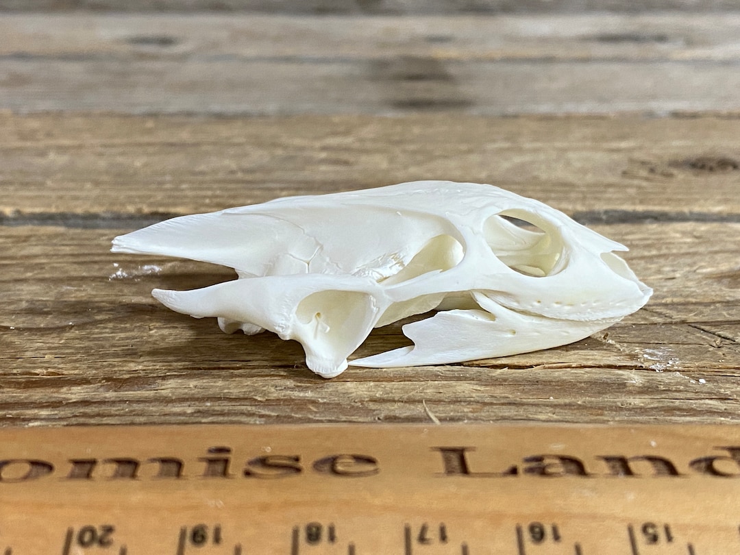Spiny Soft Shell Turtle Skull Craft Quality Lot No. 220804-UU - Etsy