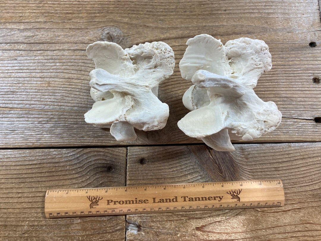 Cow Associated Vertebrae Bones C5 and C6 - Real Bone - Lot No. 221203 ...