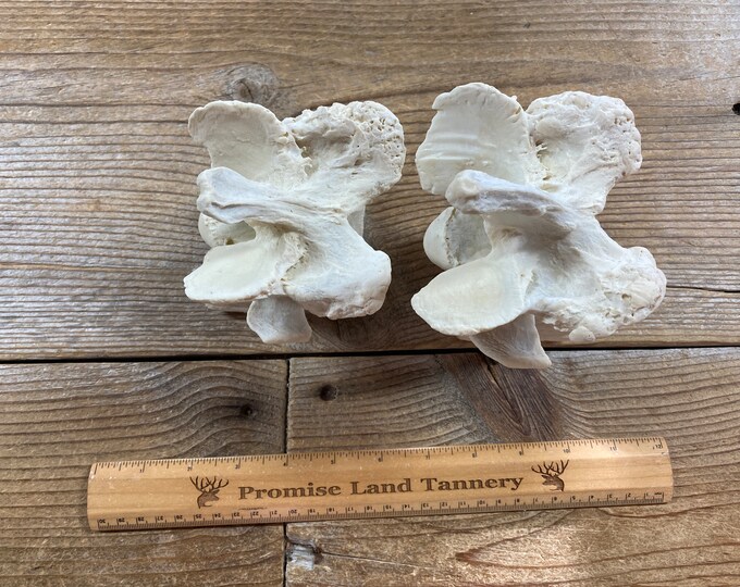 Cow Associated Vertebrae Bones C5 and C6 - Real Bone - Lot No. 221203 ...