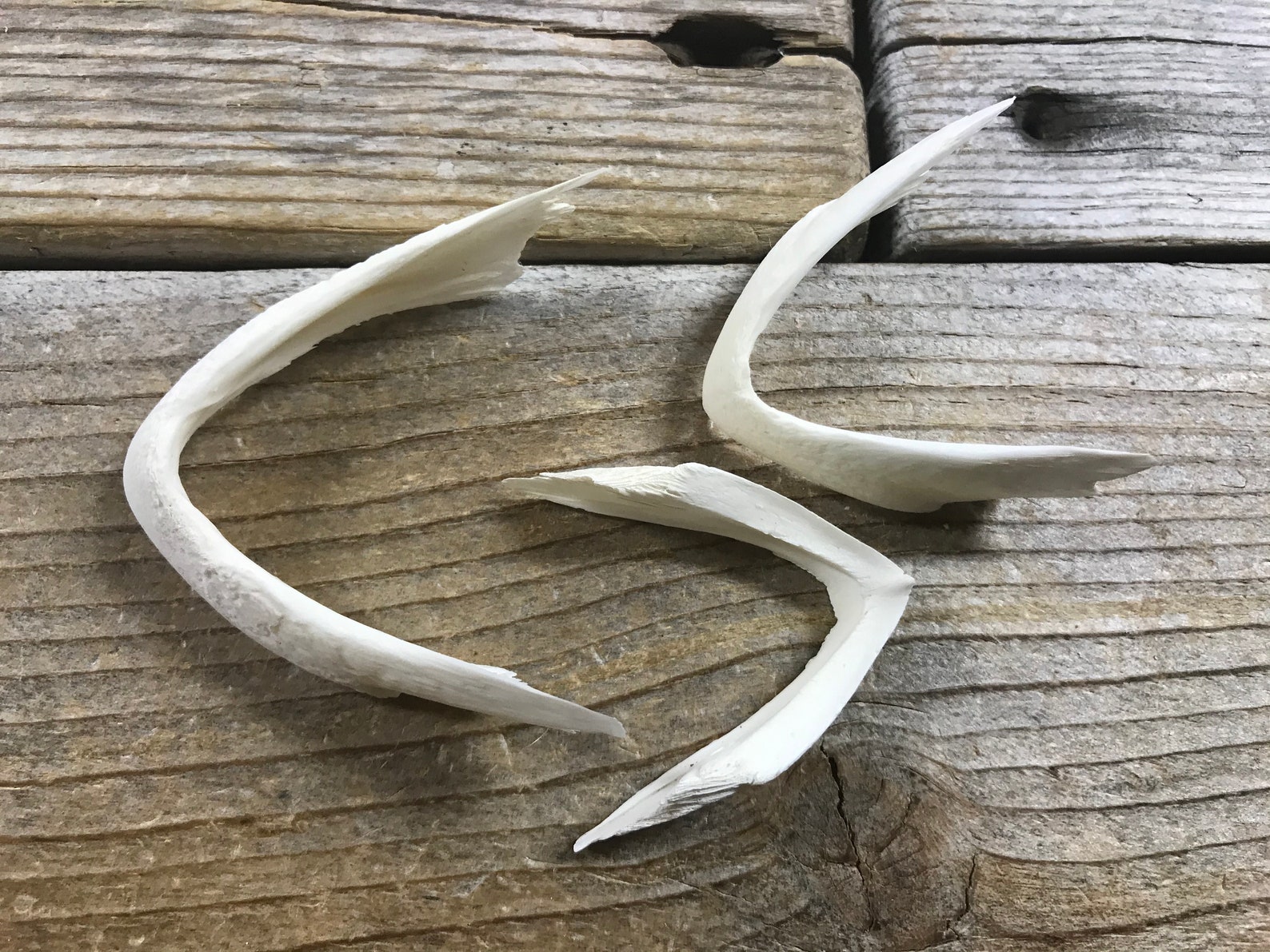 Lot of 3 Snapping Turtle Jaw Bones Real Bones Stock No. | Etsy