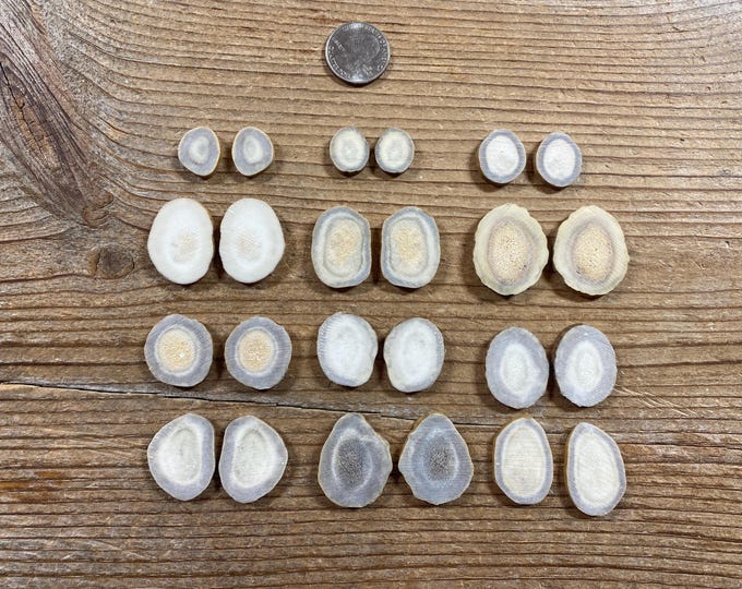 Lot of Deer Antler Slices - 12 Pairs - Small-extra Large - Lot No ...