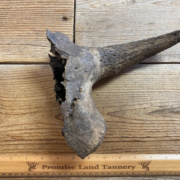 Bison Bone - Etsy