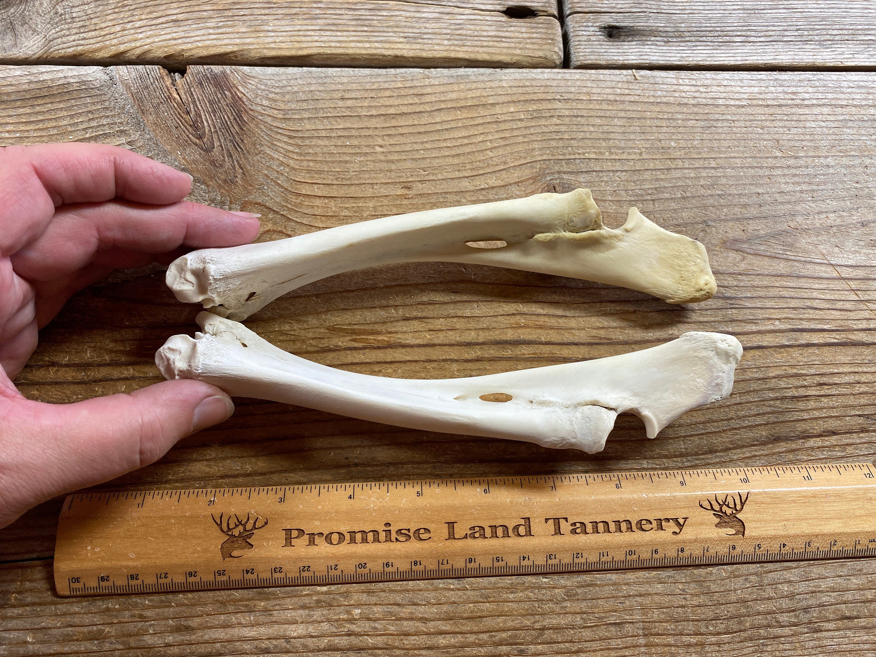Goat Radius Ulna Bones Pair of Bones Real Bones Lot No. - Etsy