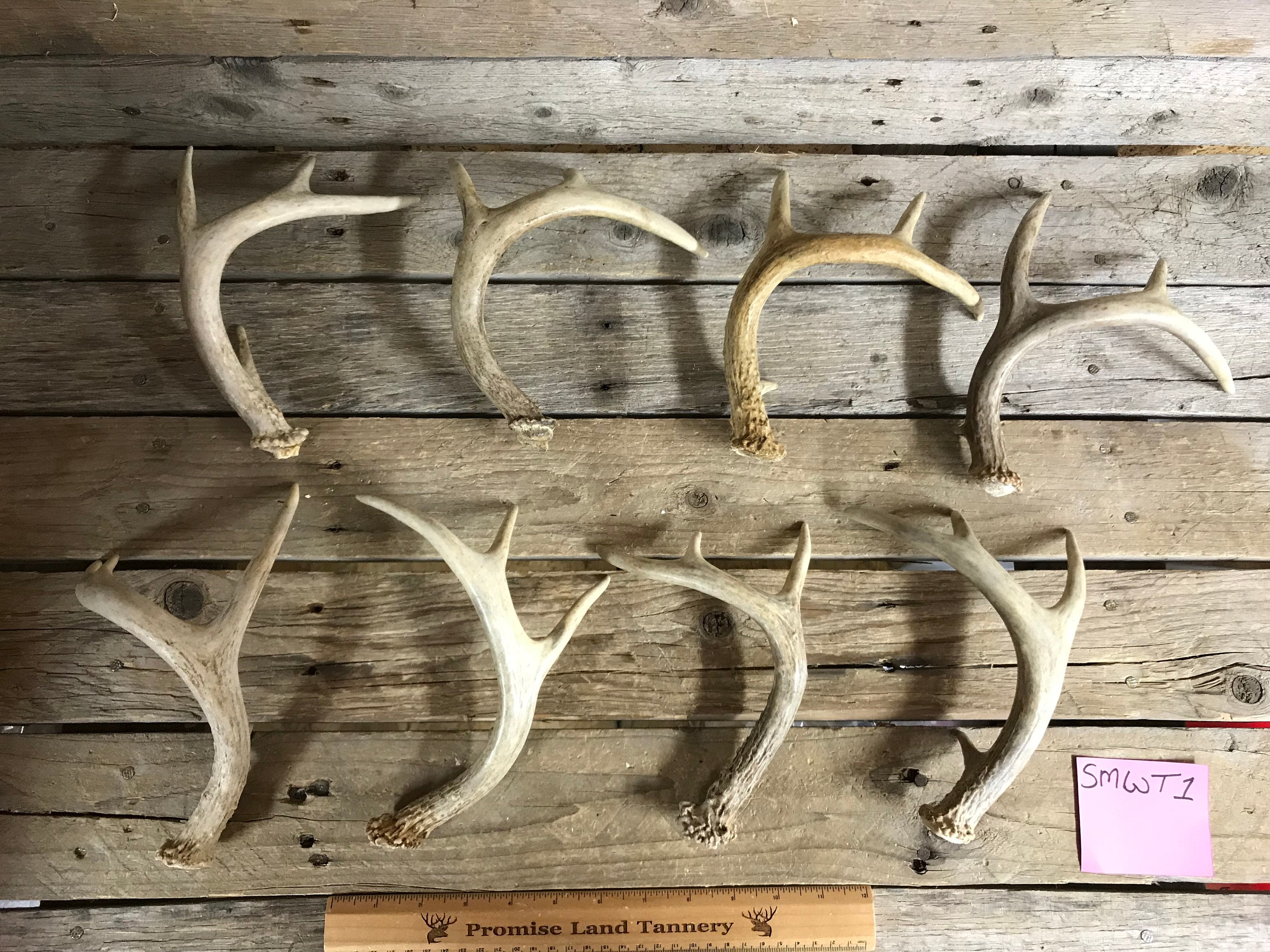 Small Deer Antler - 3-4 Point Shed - Whitetail Deer - 1 Antler - Stock ...