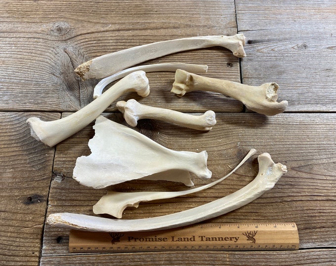 Assorted Large Bones - One Pound - Real Bones - Lot No. 220825-M - Etsy