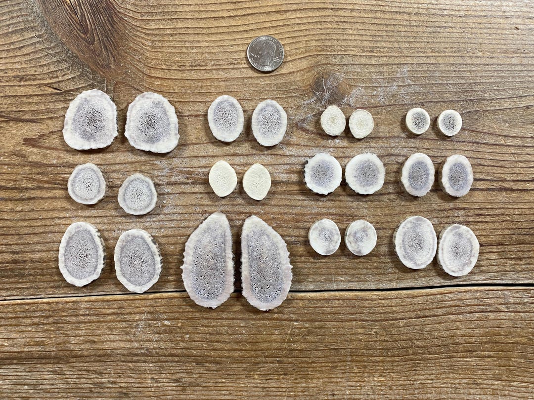 Lot of Elk Antler Slices -12 Pairs - Thin Cut Slices - Small-jumbo ...