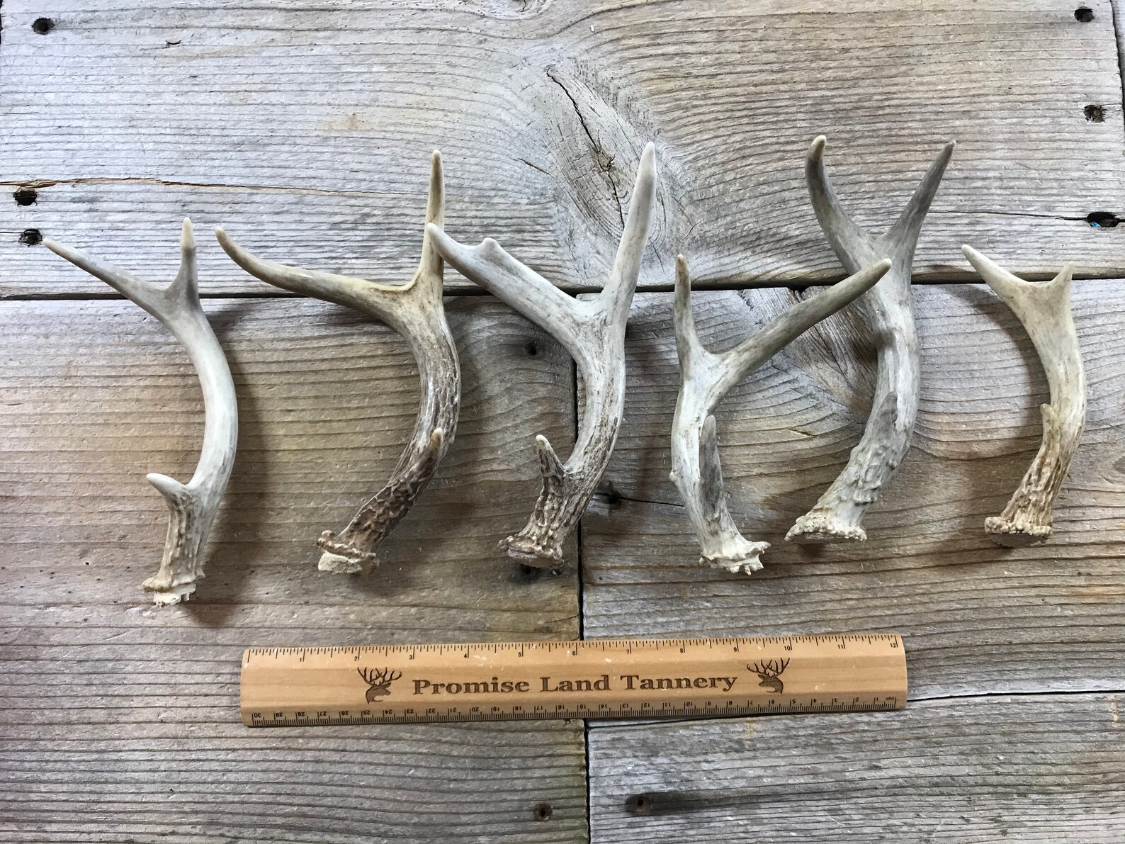 Extra Small Deer Antler - 3 Point Shed - Whitetail Deer - 1 Antler ...