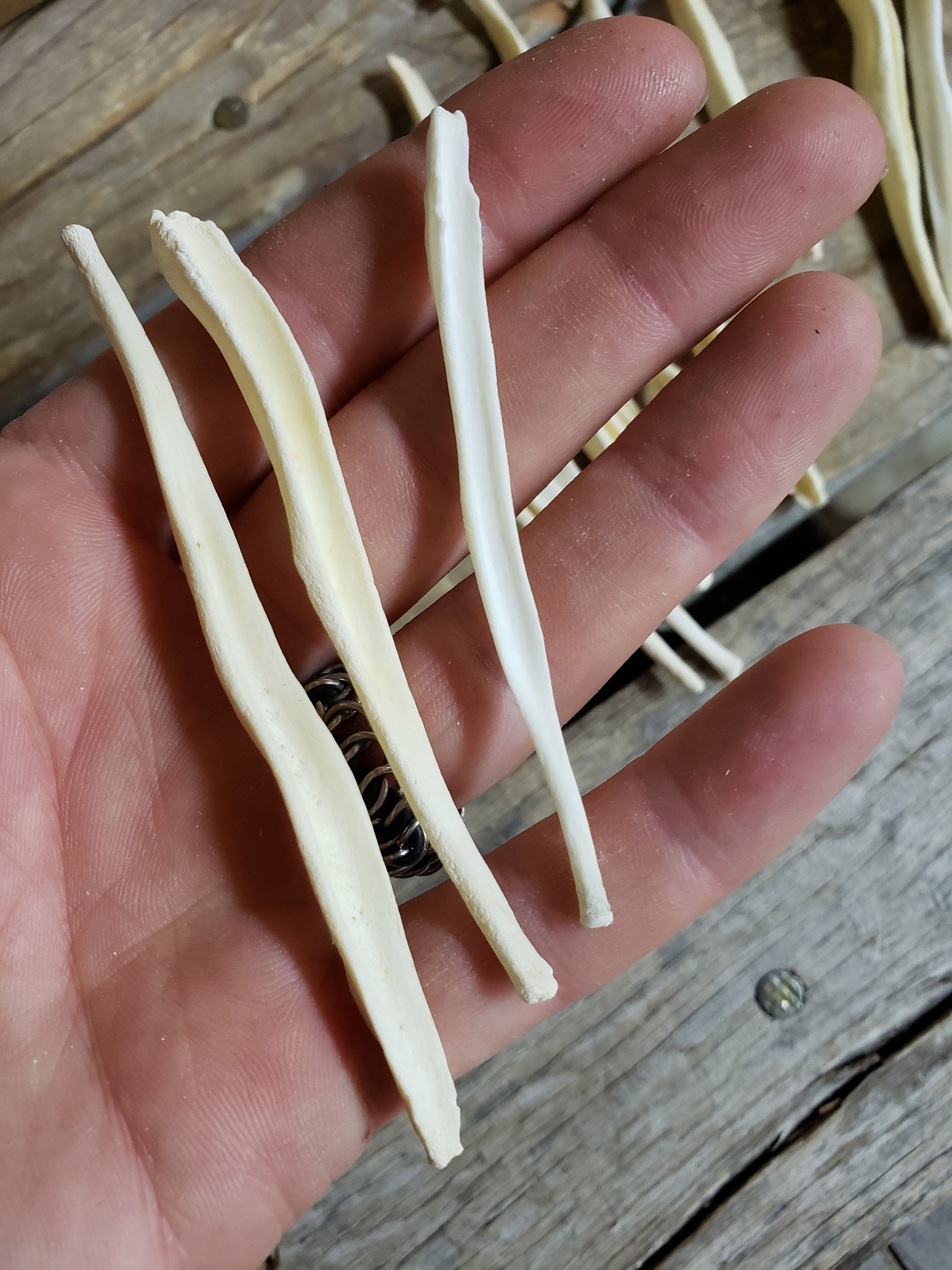 Coyote Baculum Real Penis Bones 3 Pieces Stock No. 1-92 | Etsy