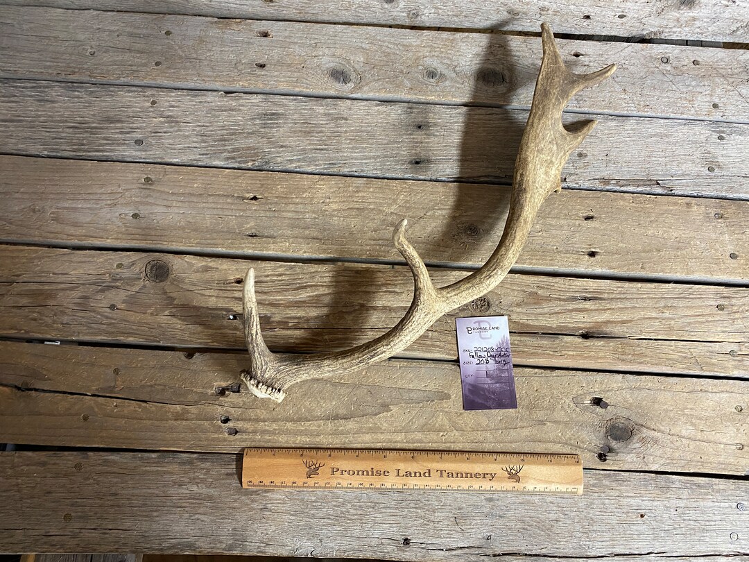 Fallow Deer Shed Antler - Exotic Antlers - 6 Point - Lot No. 221208-CCC ...