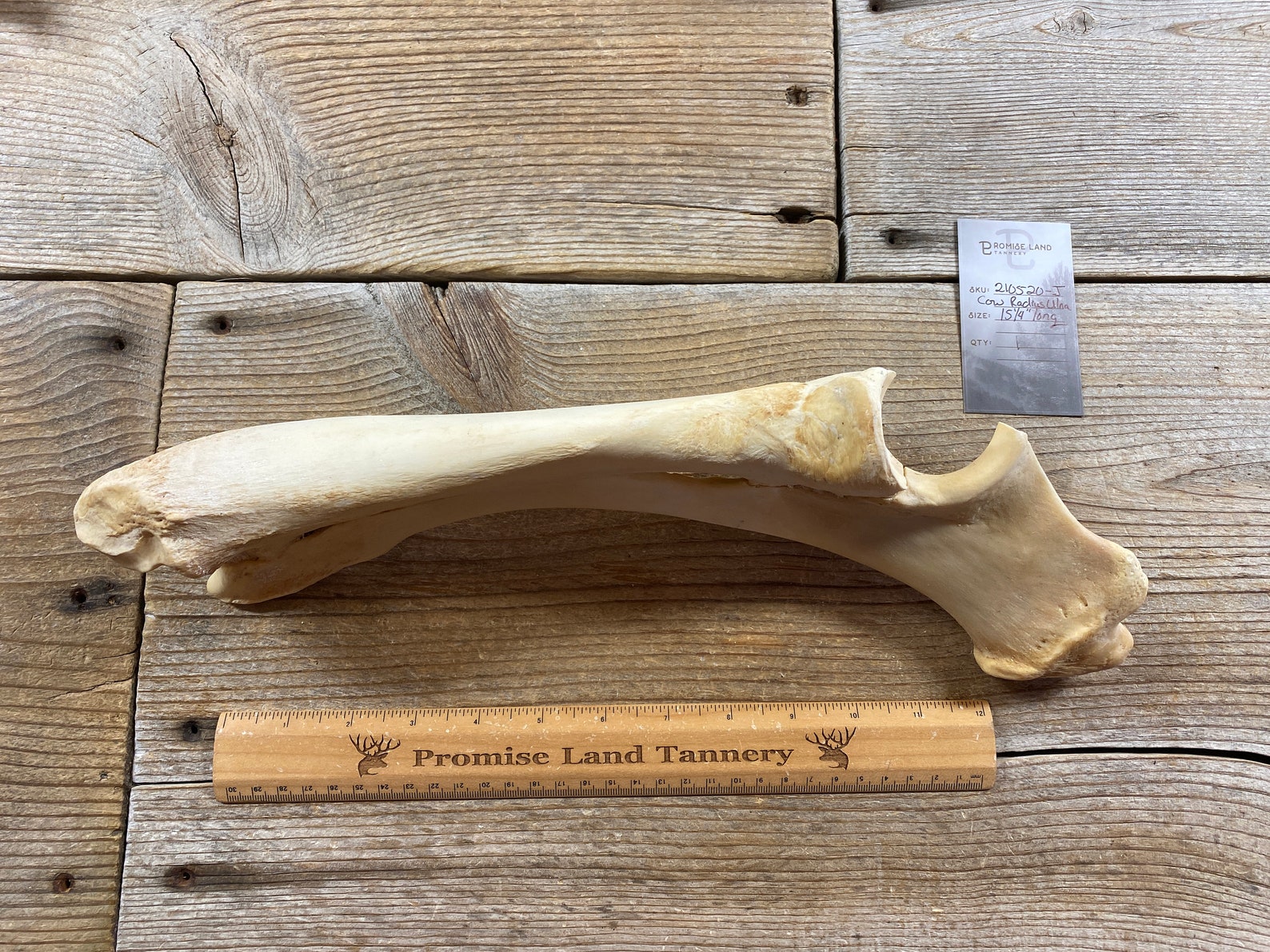 Nature Cleaned Cow Radius Ulna Bone Lot No 210520 J Etsy