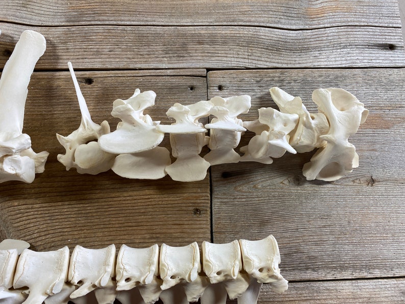 Pig Vertebrae Bones Full Spinal Set Pathological Lot No. | Etsy