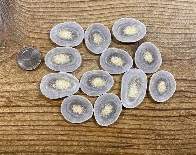 Lot of Deer Antler Slices - 12 Ultra Thin Cut Pieces - Extra Large ...