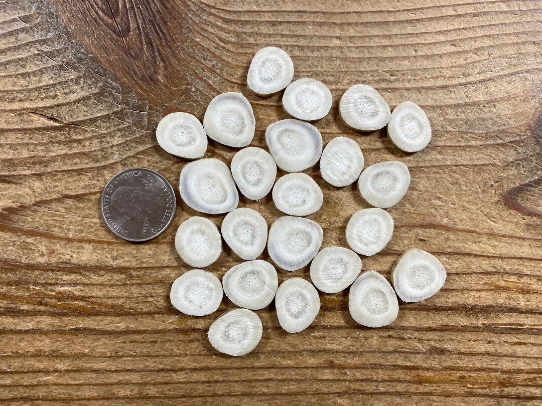 Lot of Deer Antler Slices - 23 Matching Ultra-thin Cut Pieces - Small ...