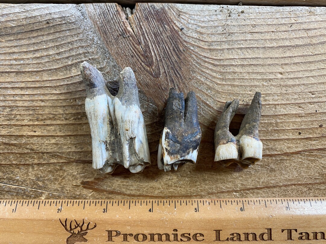 Lot of 3 Fossil Large Mammal Teeth - Nebraska - Lot No. 220921-III - Etsy