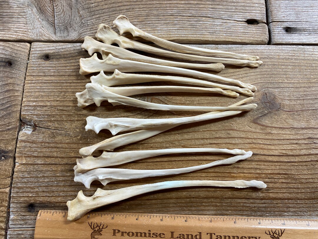 Coyote Bones - Ulna - 12 Real Bones - Lot No. 220707-CCC - Etsy