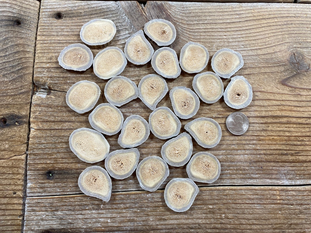 Lot of 25 Deer Antler Slices - Matching - Extra Large - Lot No. 230202 ...
