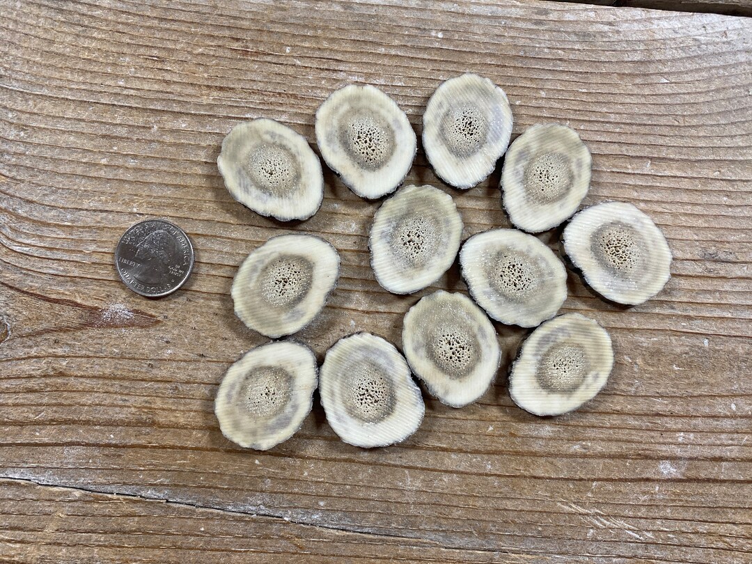 Lot of Elk Antler Slices - 12 Matching Thin Cut Slices - Extra Large ...