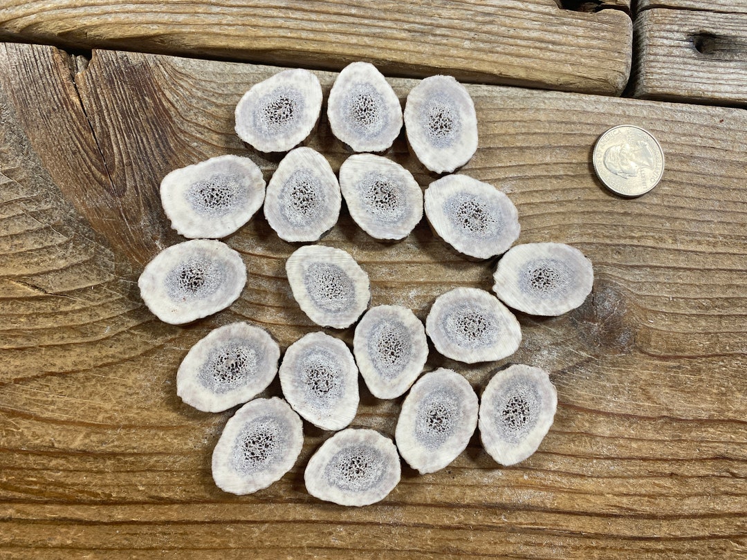 Lot of Elk Antler Slices - Matching - 18 Extra Large - Lot No. 220710 ...