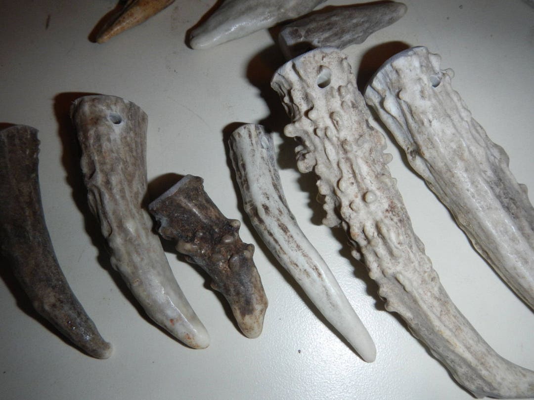 Gnarly Drilled Antler Tips or Points for Pendants Etc - 5 Assorted ...