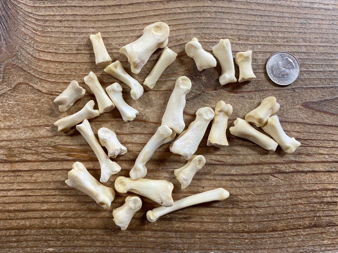 Jewelry Assortment of Toe Bones - Real Bones - Lot No. 240111-UUU - Etsy