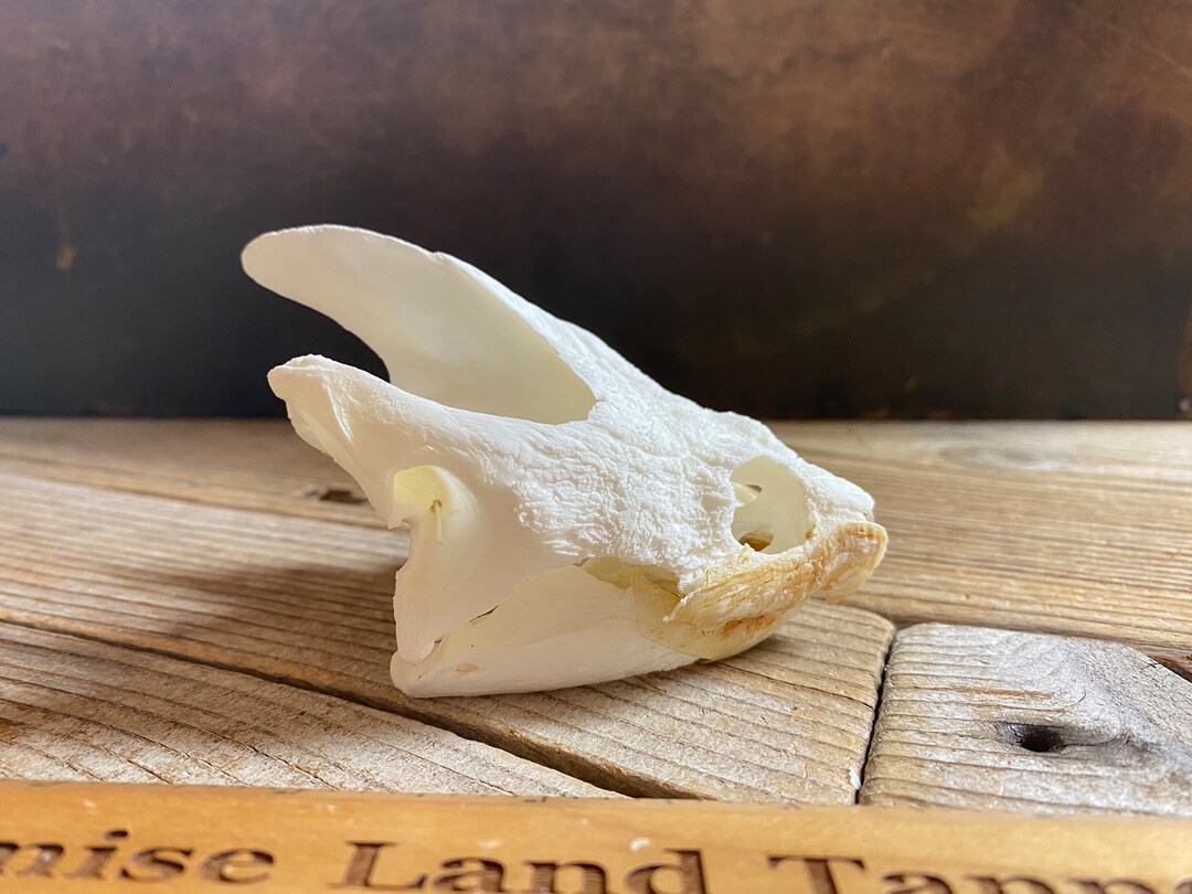 Snapping Turtle Skull - Collector Quality - Chelydra Serpentina - Lot ...