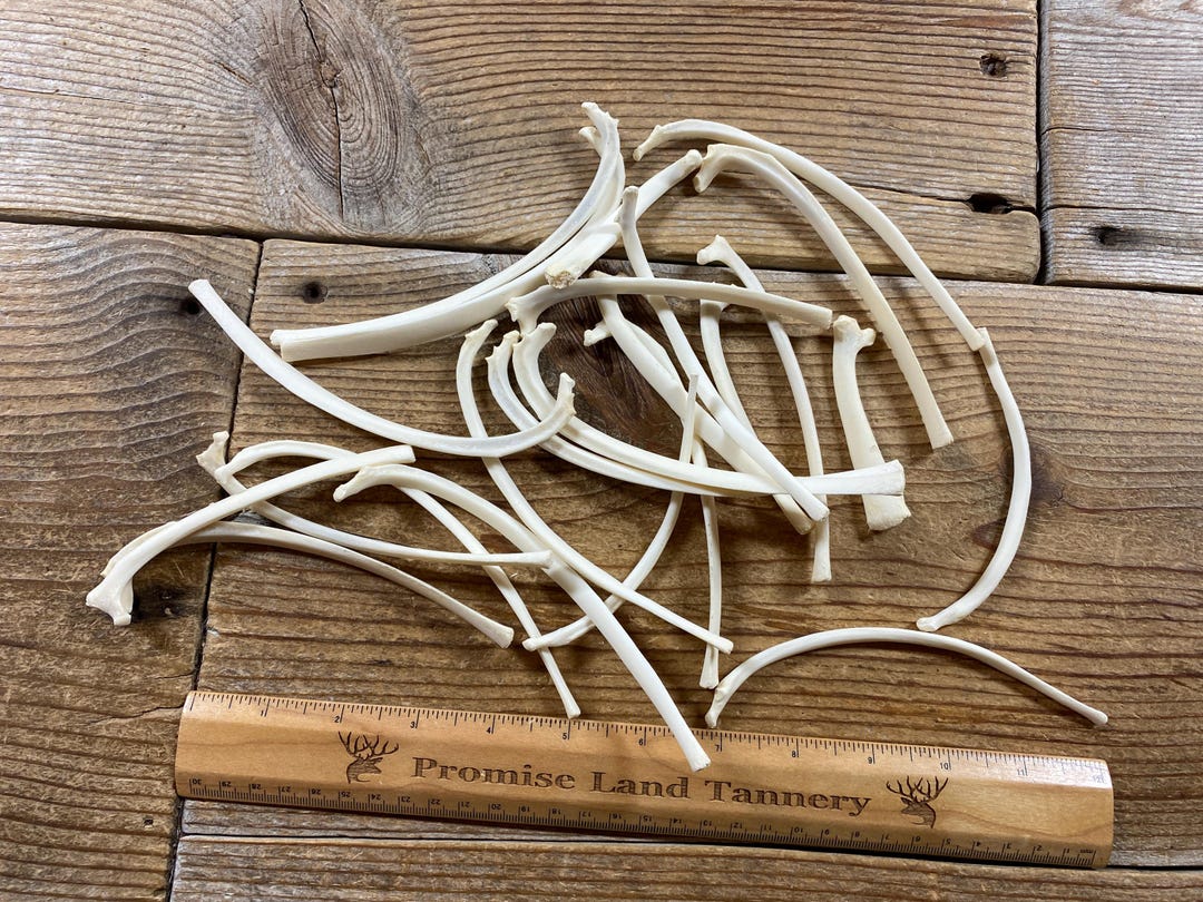 Sheep Ribs - Complete Set - Real Bone - 24 Pieces - Lot No. 240824-NN ...