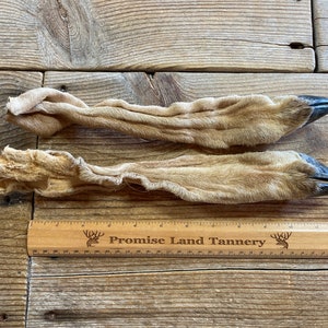 Pair of Pronghorn Antelope Hooves and Leg Skins - Craft Quality ...