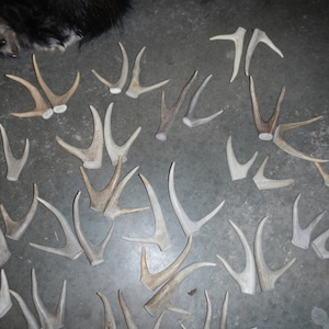 Forked Deer Tines - One Assorted Pair - Costume Forks -- Unfinished - Etsy