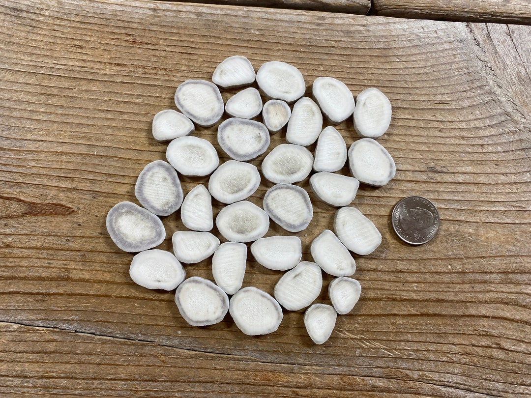Deer Antler Slices - 32 Matching Thin Cut Pieces - Small-large - Lot No ...