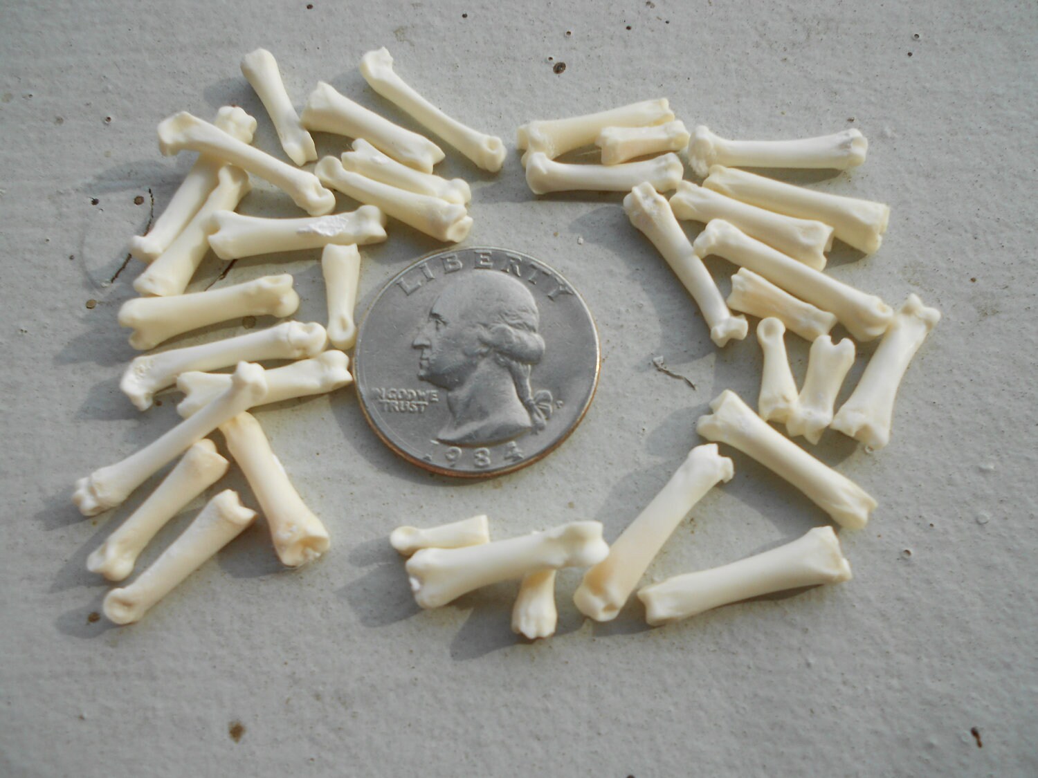 Small Rabbit Foot or Paw Bones Real Bones Undrilled 25 - Etsy