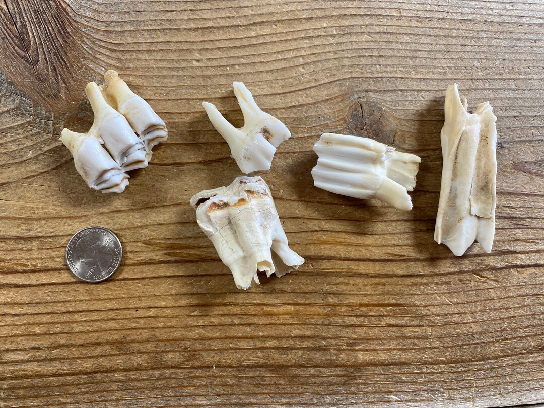 Large Mammal Molars - Real Animal Teeth - 5 Teeth - Lot No. 220429-JJJ ...