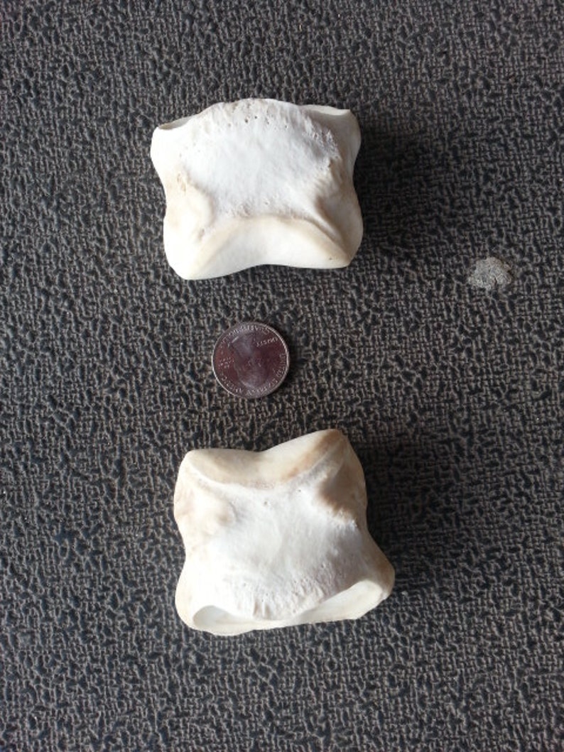 One Horse Short Pastern Bone Leg Bone Real Bone Stock No. | Etsy