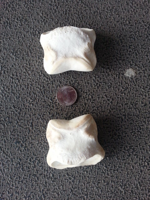 One Horse Short Pastern Bone Leg Bone Real Bone Stock No. | Etsy