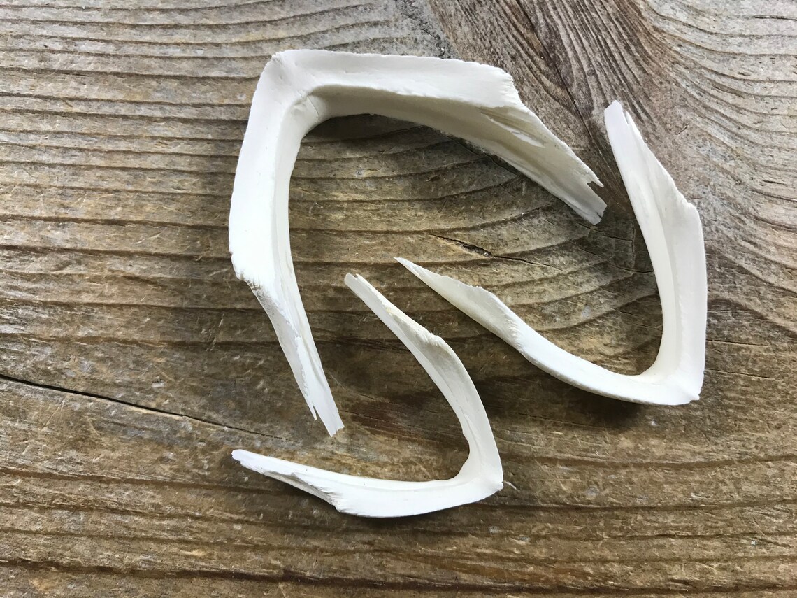 Lot of 3 Snapping Turtle Jaw Bones Real Bones Stock No. | Etsy