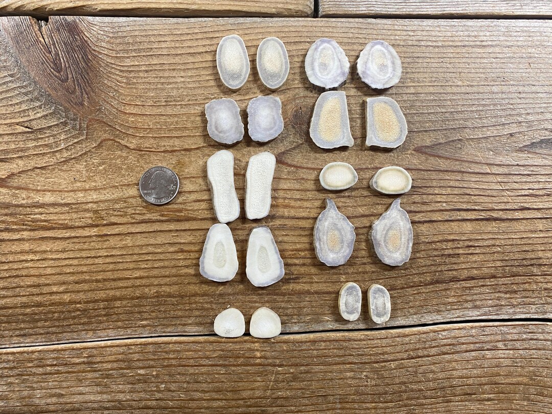Lot of Deer Antler Slices - 10 Pairs - Thin Cut - Medium-extra Large ...