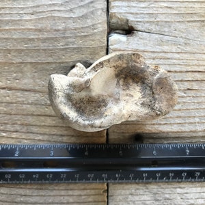 Nature Cleaned Cow Astragalus Bone Talus Tali Knuckle Bone Lot No ...