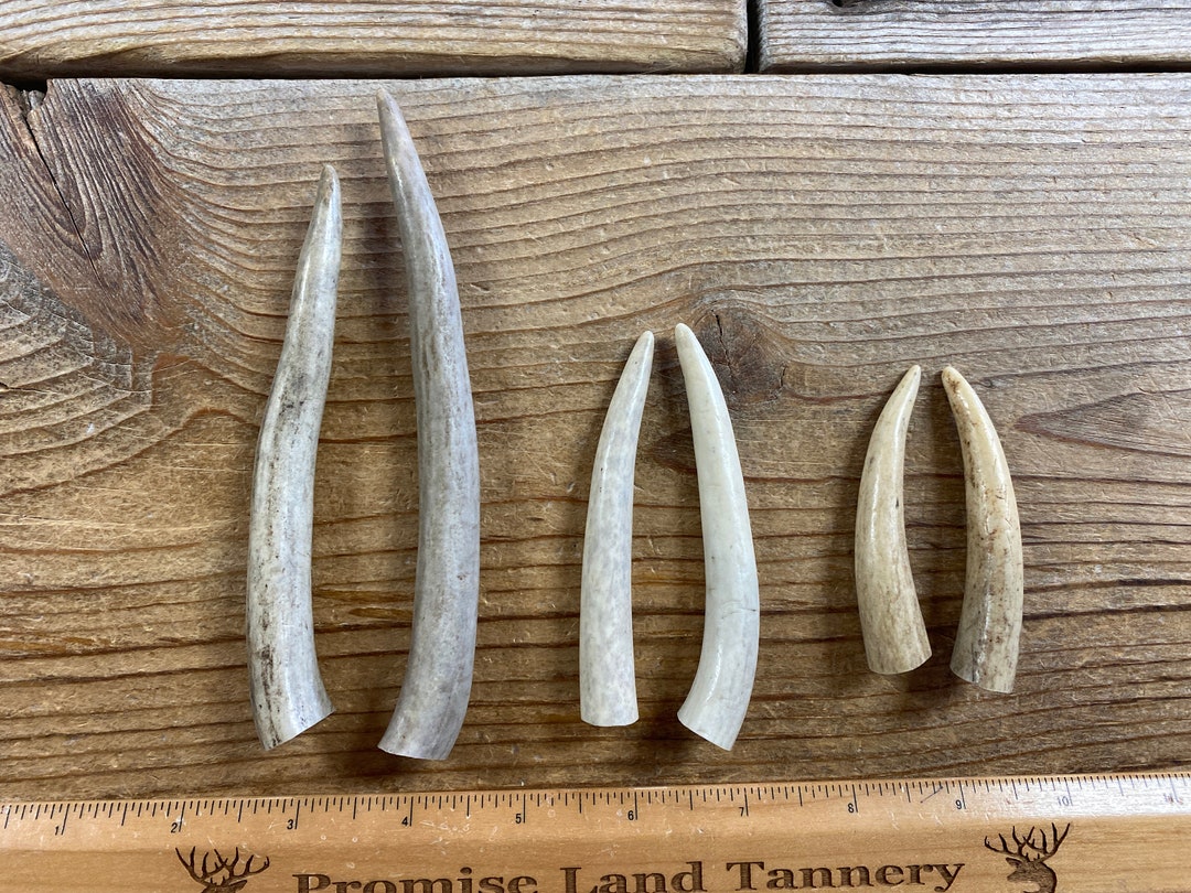 Three Pairs of Deer Antler Points - Natural Deer Antlers - Lot No ...
