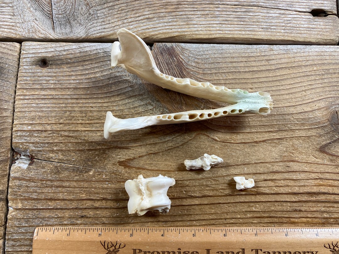 Assorted Pathological Bones - Real Bone - Lot No. 220526-AAA - Etsy