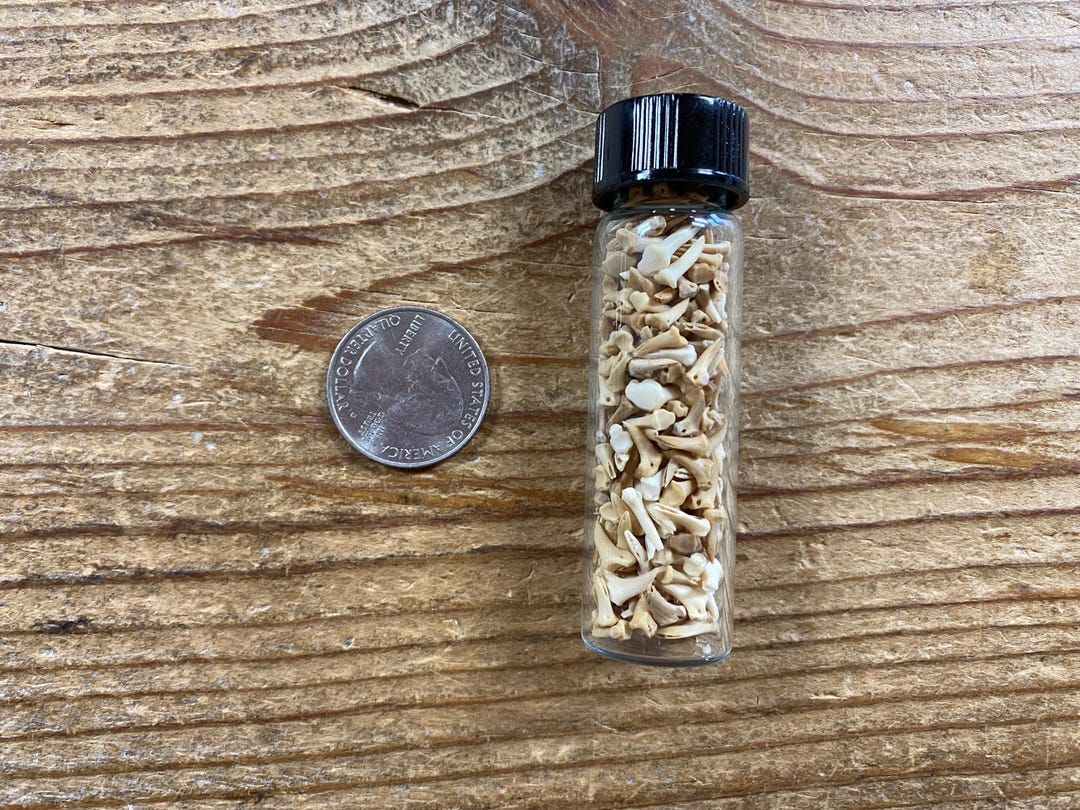 Vial of Rabbit Claw Bones - Real Bones - Lot No. 240425-VVV - Etsy