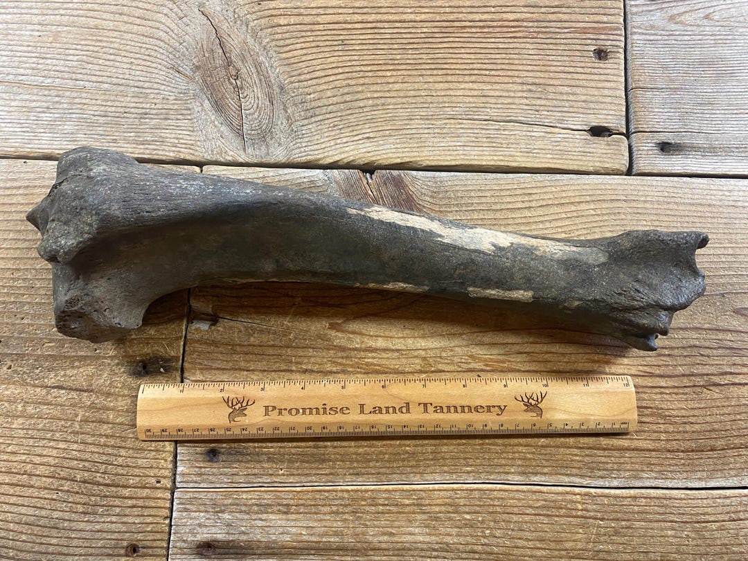Fossil Bison Tibia Bone - Nebraska - Lot No. 240609-KK - Etsy