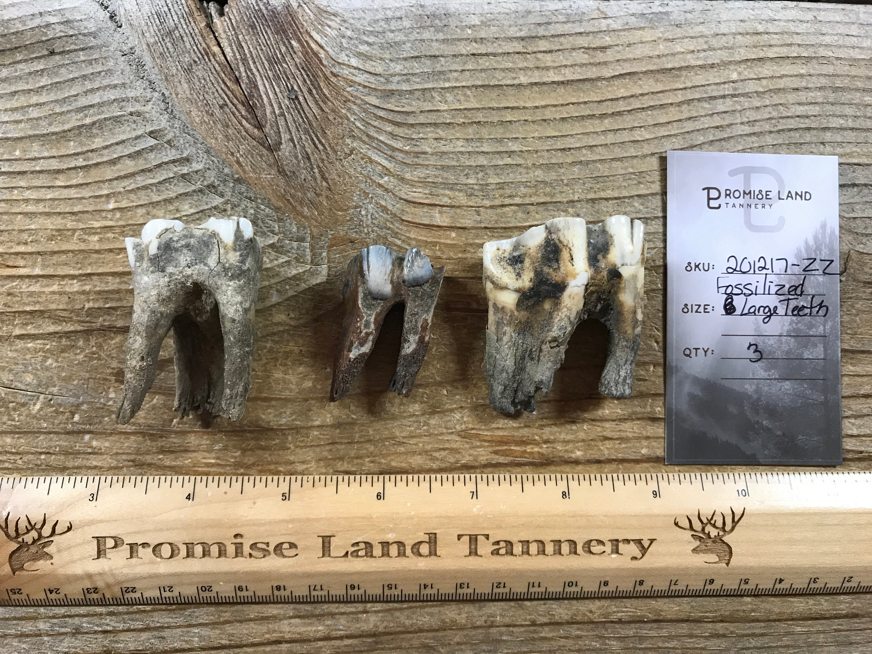 Lot of 3 Large Fossil Molar Teeth Nebraska Lot No. | Etsy