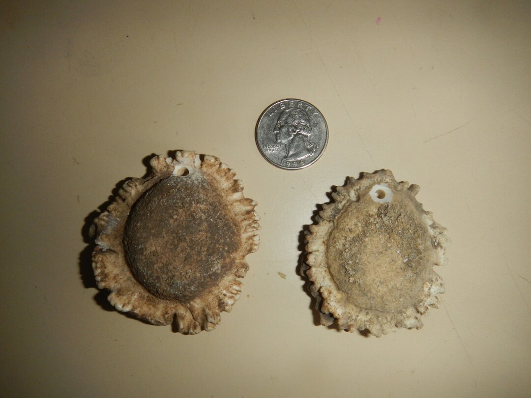 Extra Big and Chunky Deer Antler Burr Pendants - Naturally Shed - 1 ...