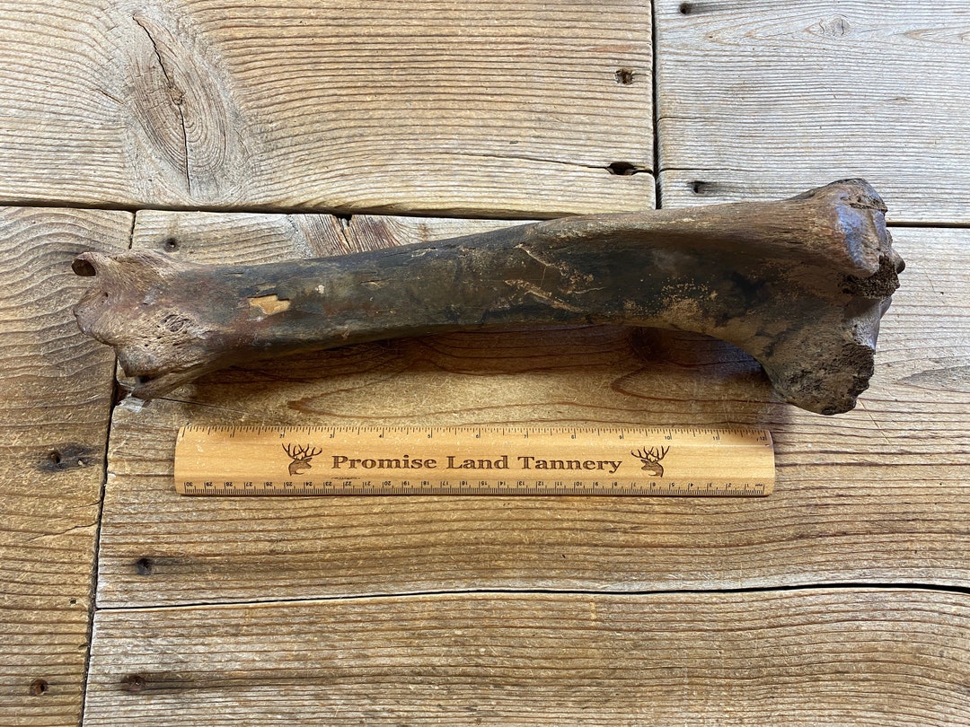 Fossil Bison Tibia Bone - Nebraska - Lot No. 221203-CC - Etsy